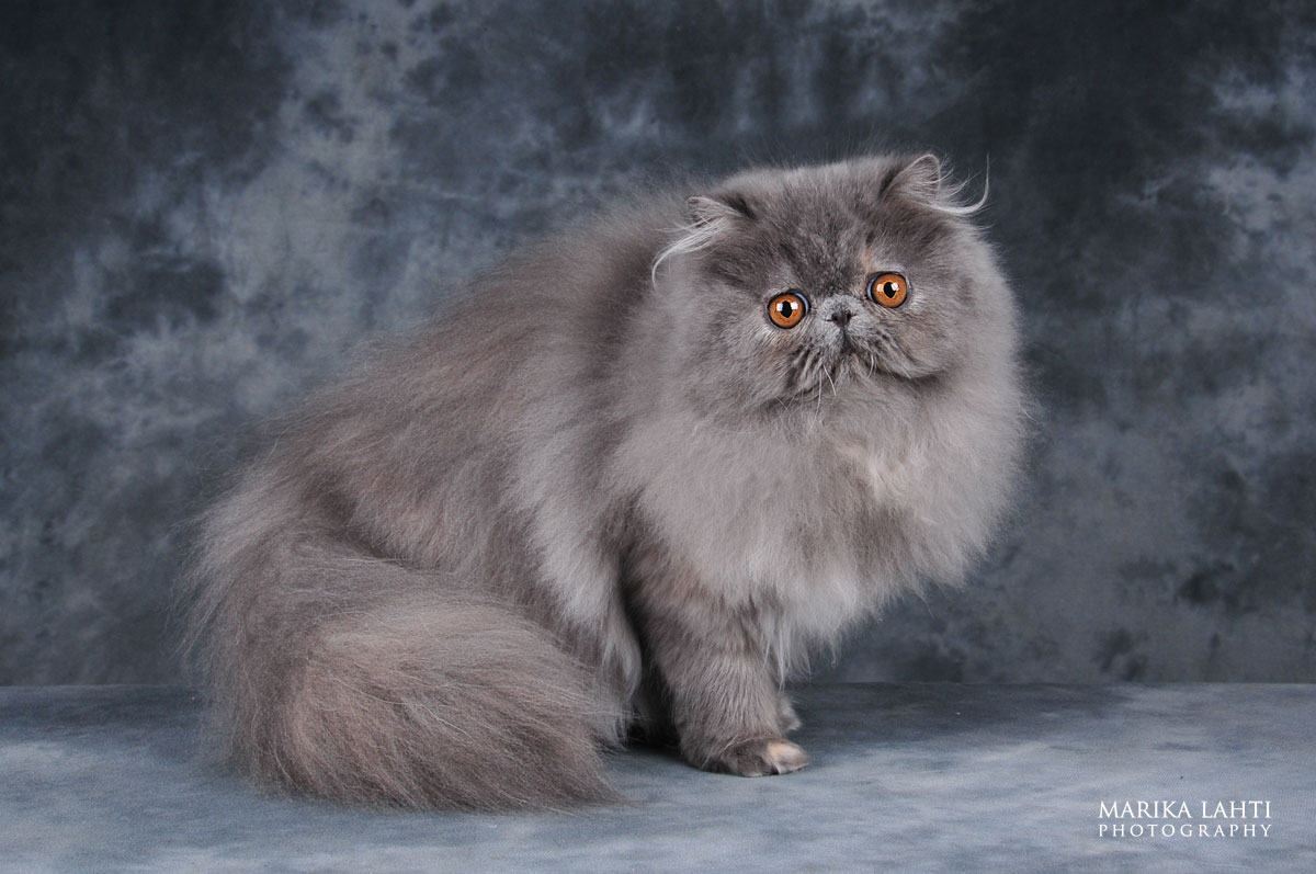 Kissat | Our Cats – Preciousice Persians & Exotics